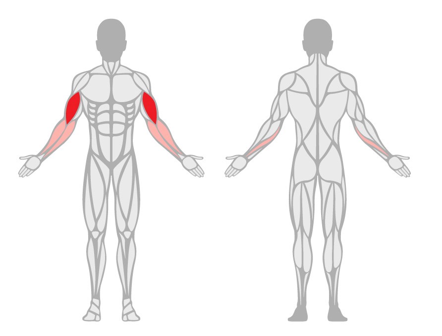Bicepscurl Z-stång | Svenskt Kosttillskott